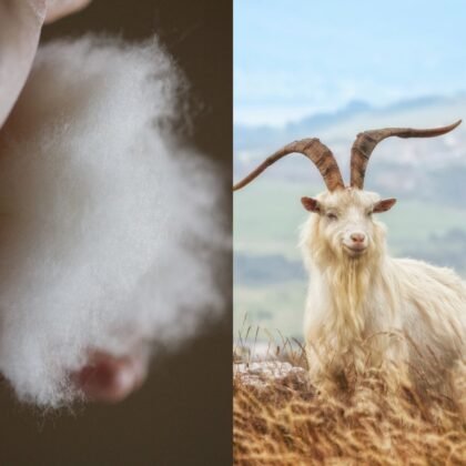 Is Cashmere Wool Warm? The Ultimate Insulation Guide