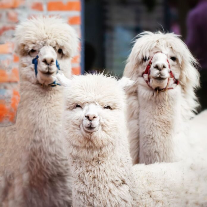 Alpaca vs. Llama Wool: Which is Softer, Warmer, and Better?